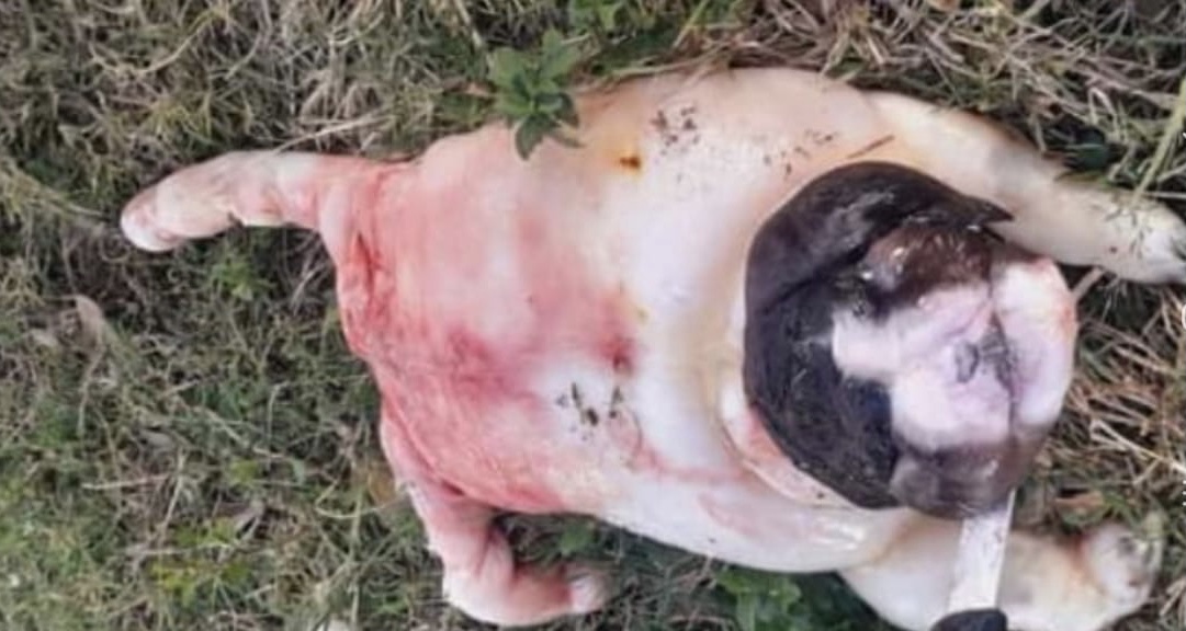 Nantso imihlola isenzeka emini abantu bejongile. | EC Indaba